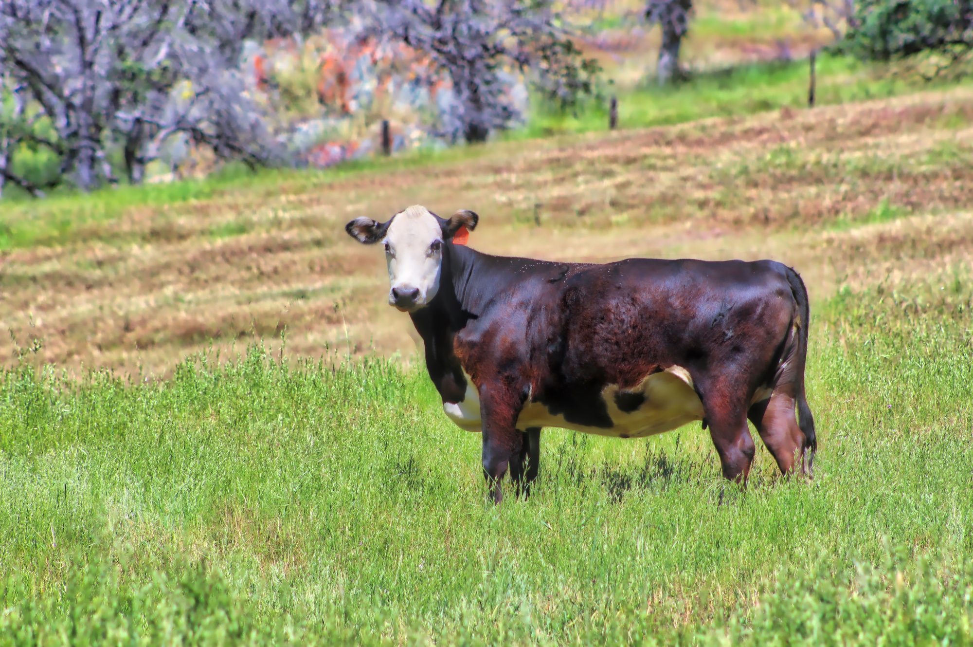 1229_HDR-20160417-cow-2000 – WTF Fresno